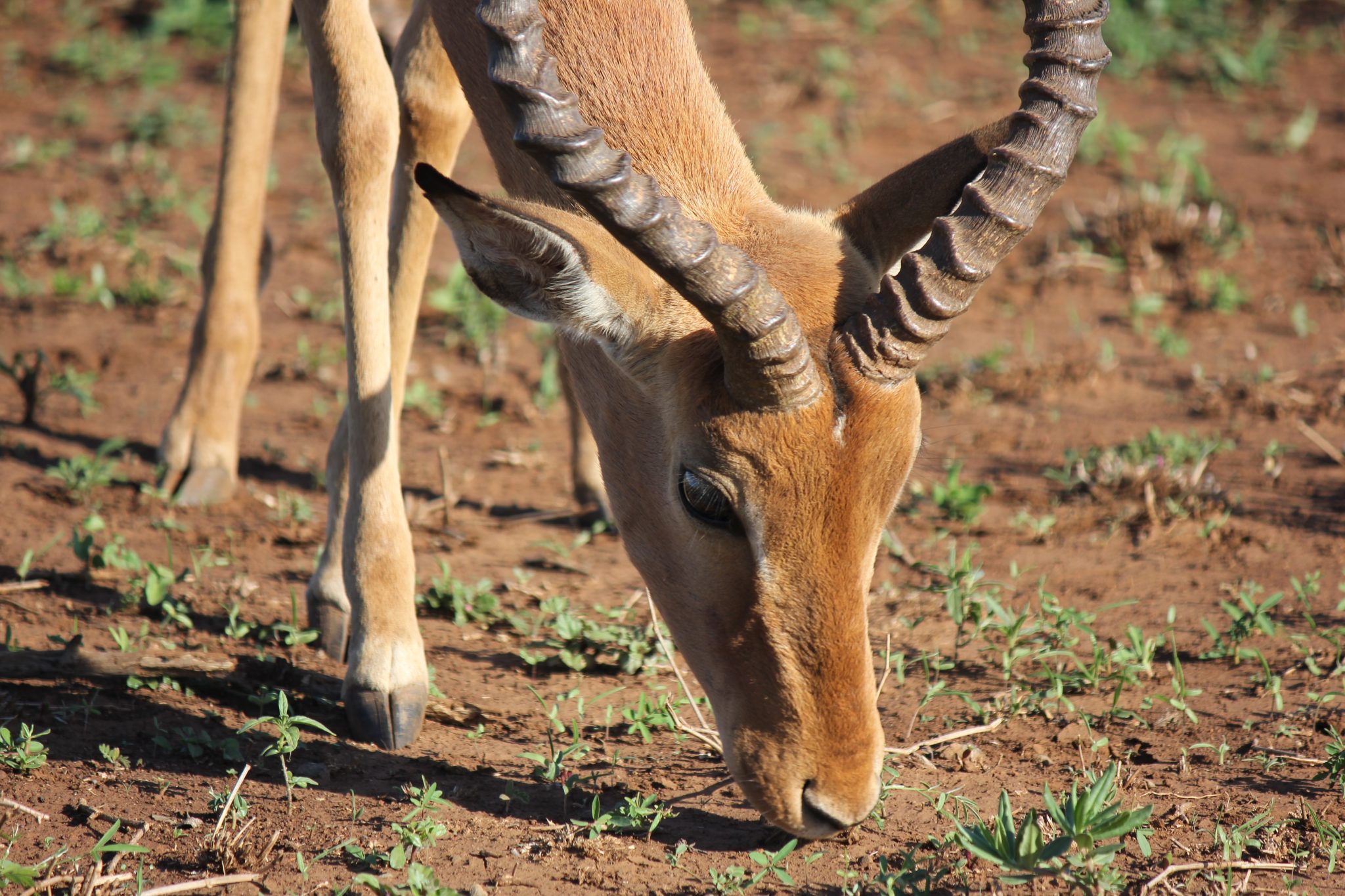1-Day Trip to Akagera National Park - Rent a Car Kigali